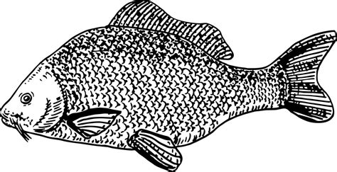 Realistic Fish Sketch Carp Lake Fish Concept Art For Horoscope