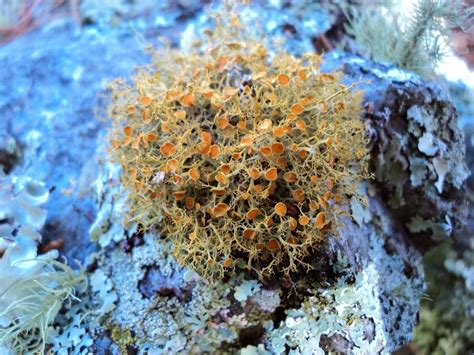 Saprophytes Characteristics Importance Types And Detailed Nutrition