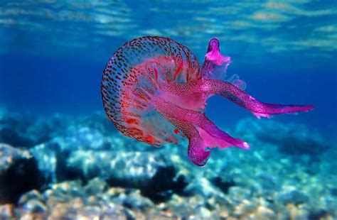 Mesmerizing Jellyfish That Look Like Theyre From Outer Space