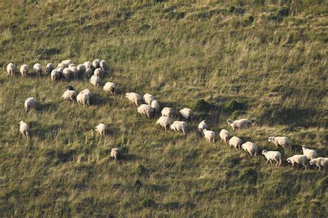 루마니아의 목초지에서 풀을 뜯는 양 떼 푸른 잔디가 있는 산악 목초지 양털을 젖을 짜고 털을 깎기 위해 무리를 계곡으로 몰아