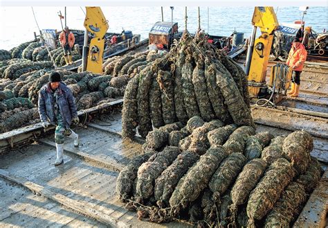 由捕转养太平洋牡蛎养殖助力渔民转产增收致富 我苏网