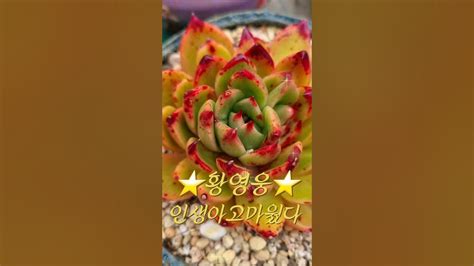 뫼비우스황영웅 불타는트롯맨 파라다이스 Succulent 파라다이스 Shorts Youtube