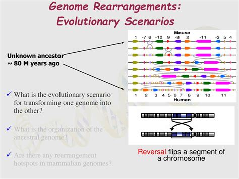 ppt genome rearrangements from biological problem to combinatorial algorithms and back