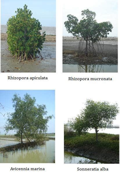 Jenis Jenis Mangrove Di Indonesia Pdf