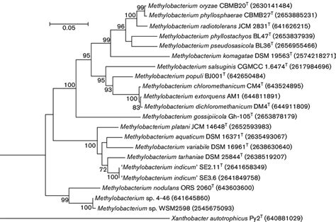 Phylogenetic Tree Based On Xoxf1 1744 Bp Internal Region Gene