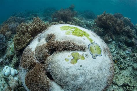 Coral Reef Conservation A Treasure Worth Saving Updated 2023