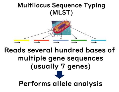 Bacterial Strain Typing Pfge Mlst And Mlva In Molecular Epidemiology Introduction To Food