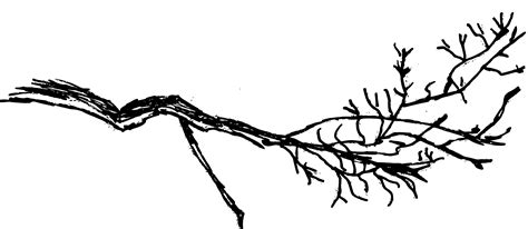 6 Tree Branch Drawing PNG Transparent OnlyGFX Com