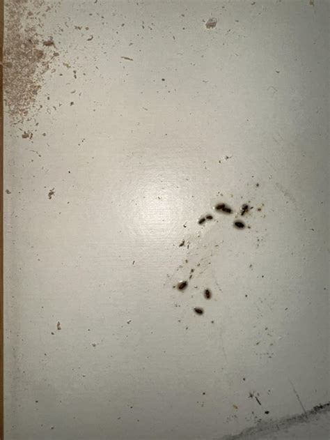 Is This Cockroach Poop Rwhatisthisbug