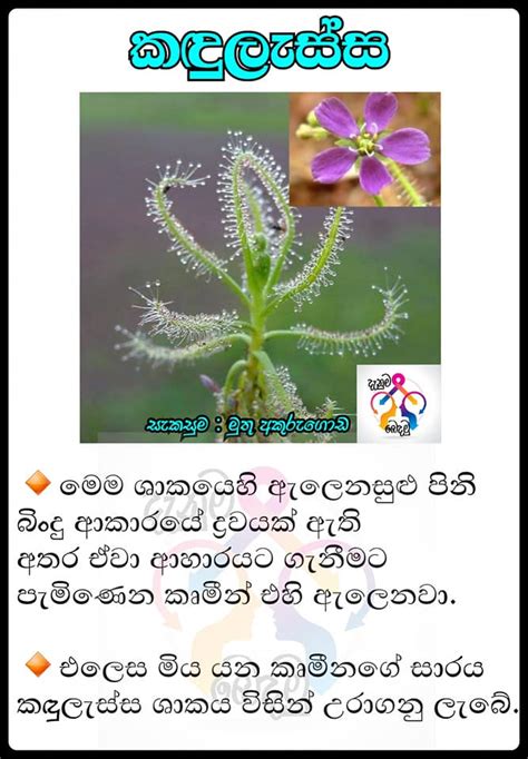 දැනුම බෙදමු Danuma Bedamu දැනුම බෙදමු Danuma Bedamu