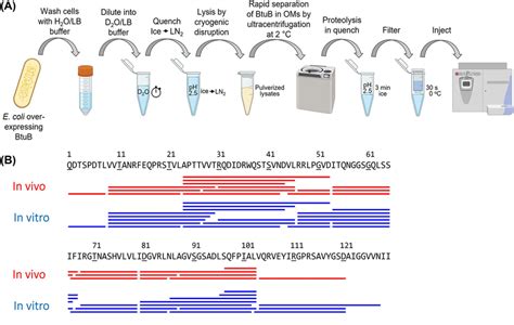Experimental Workflow And Sequence Coverage For In Vivo Hdx Ms On Btub