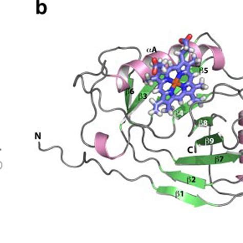 Tetrapyrrole Binding Affinity Intrinsic Tryptophan Fluorescence