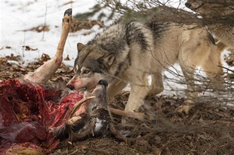 What Do Wolves Eat Outdoor Life