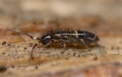 What Are Springtails — Facts You Should Know 46 Off