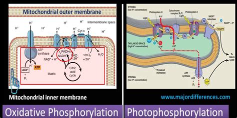 Difference Between Oxidative Phosphorylation And Photophosphorylation