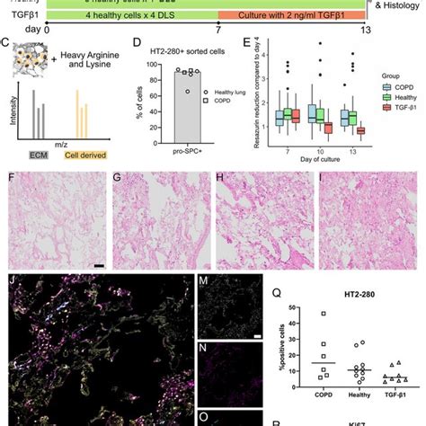 Experimental Overview And Tissue Repopulation Of Decellularized Human Download Scientific
