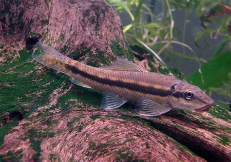 The 20 Best Algae Eaters For Your Freshwater Tank