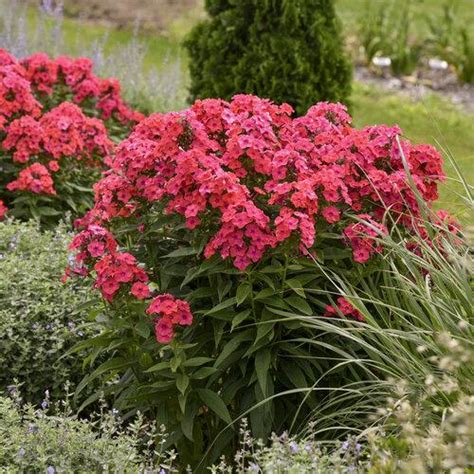 Photo Of The Entire Plant Of Tall Garden Phlox Phlox Paniculata