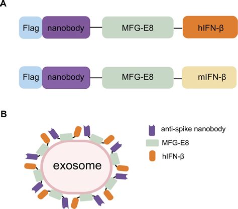 Schematic Diagram Of The Engineered Exosomes A Schematic Diagram Of