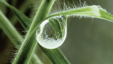 Grazing Management As A Tool For Parasite Control