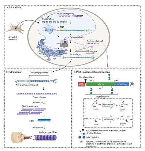 Overview Of Collagen Type I Biosynthesis From A Intracellular Download Scientific Diagram