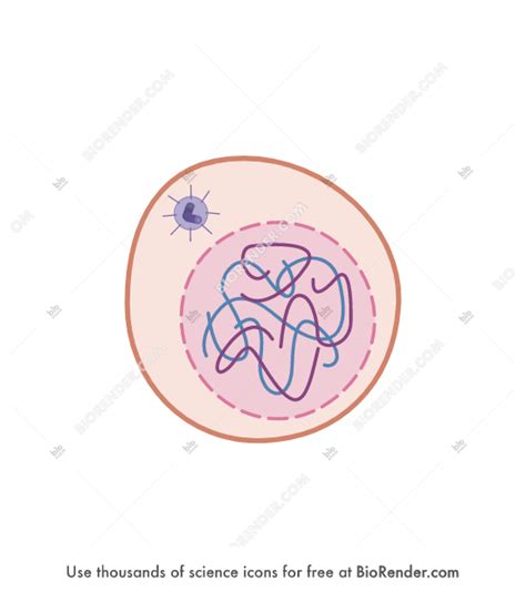 Macroscopic Diagram Quizlet