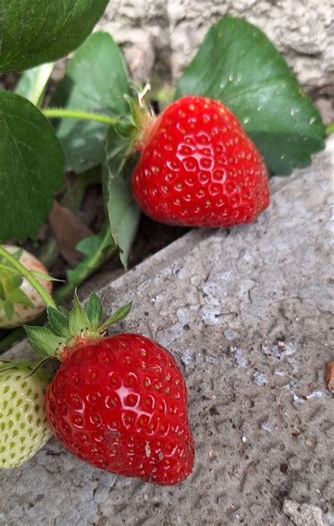 Главно Мюфтийство в Република България Официална страница Added A New Главно Мюфтийство в