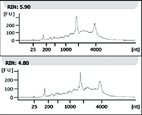 Representative Bioanalyzer Data Demonstrating Good Quality Rna