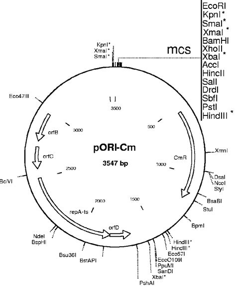Restriction Enzymes Plasmid