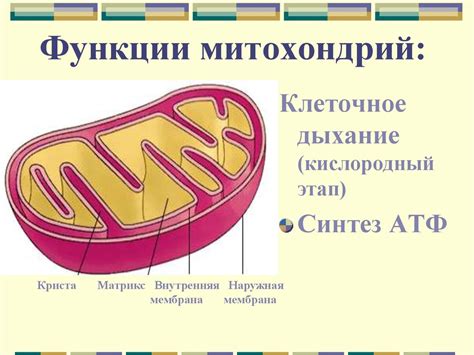 Строение клетки Растительная и животная клетки 9 класс Online