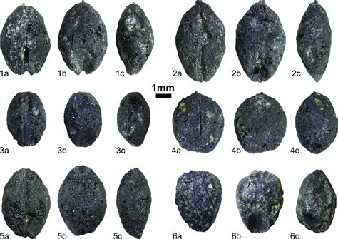 A Selection Of Compact Naked Barley Grains From Okhotsk Culture Layers
