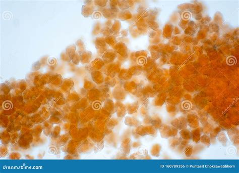 Adipose Tissuebody Fatsimply Fat Is A Loose Connective Tissue Under The Microscopic Royalty