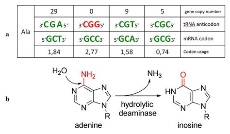 Simple Trna Anticodon