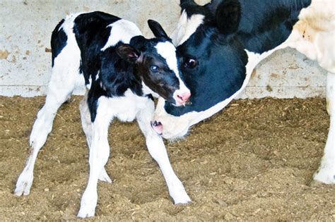 Step Up Scours Prevention Efforts Ag Proud