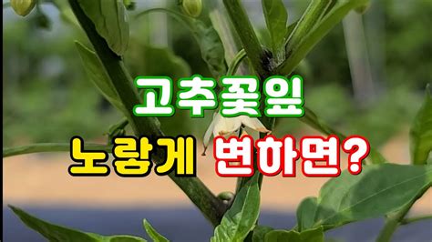 고추꽃이 노랗게 변하는 이유 Youtube