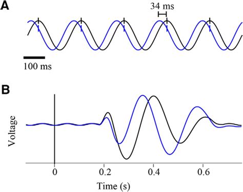 Filter Based Phase Shifts Distort Neuronal Timing Information Eneuro