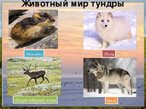 Природные зоны Земли их обитатели Флора и фауна природных зон Ландшафты природные и