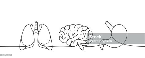 인간 장기의 집합 한 줄 연속 그리기 폐 뇌 위 연속 한 줄 그림 벡터 미니멀리스트 선형 일러스트레이션 건강관리와 의술에 대한