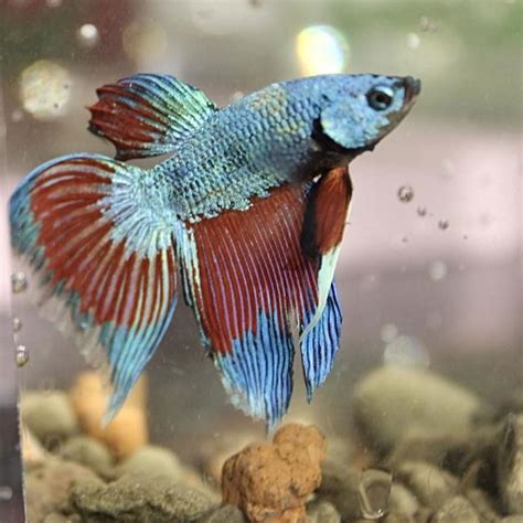 Veiltail Betta Female Assorted Veiltail Betta Nano Tanks