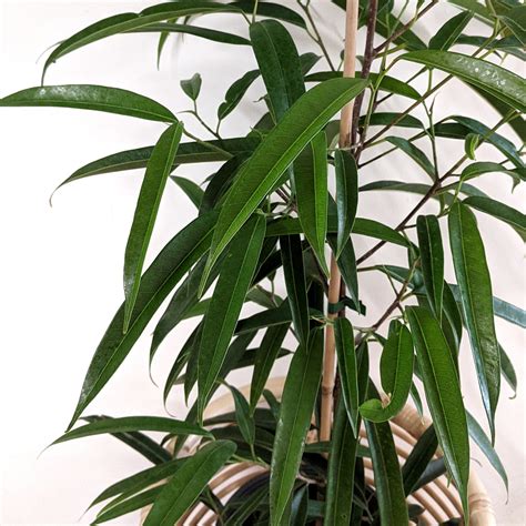 Ficus Alii Sabre Leaf Fig 17cm Plantsmith Indoor Plants Melbourne