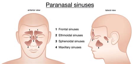 What Causes Swollen Nasal Passages