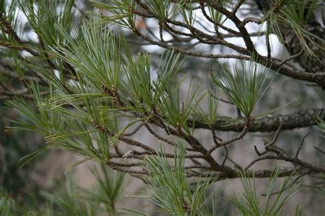 Tree And Leaf Quiz Botany Questions