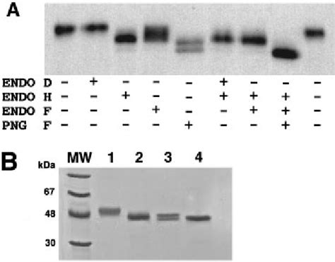 Figure 1 From Human Alpha Galactosidase A Glycosylation Site 3 Is