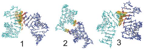 Lattice Contacts Showing The Orientation Of One Rna Asymmetric Unit
