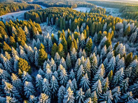 Breathtaking Aerial View Of A Snowy Taiga Forest In Russia A Winter