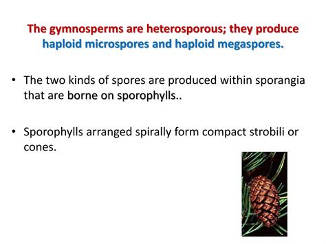 Bryophytes Pteridophytes And Gymnosperms Pptx