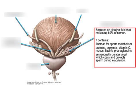 Seminal Vesicles Diagram Quizlet