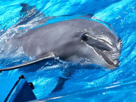 Anku Aps Captive Cetaceans Wiki Fandom