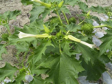 White Datura Stramonium Seeds World Seed Supply