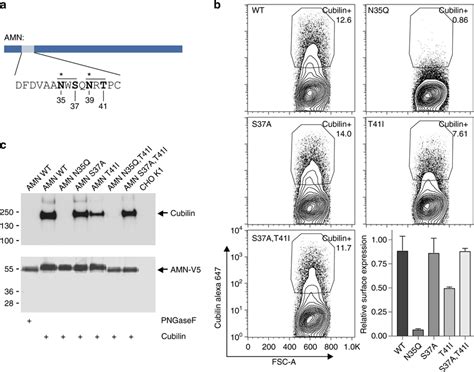N Linked Glycosylation Of Amn A Consensus Sequence Motif For Potential Download Scientific